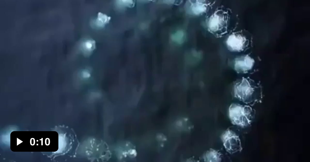 Whales enclosing a fish using a Fibonacci sequence of bubbles - 9GAG