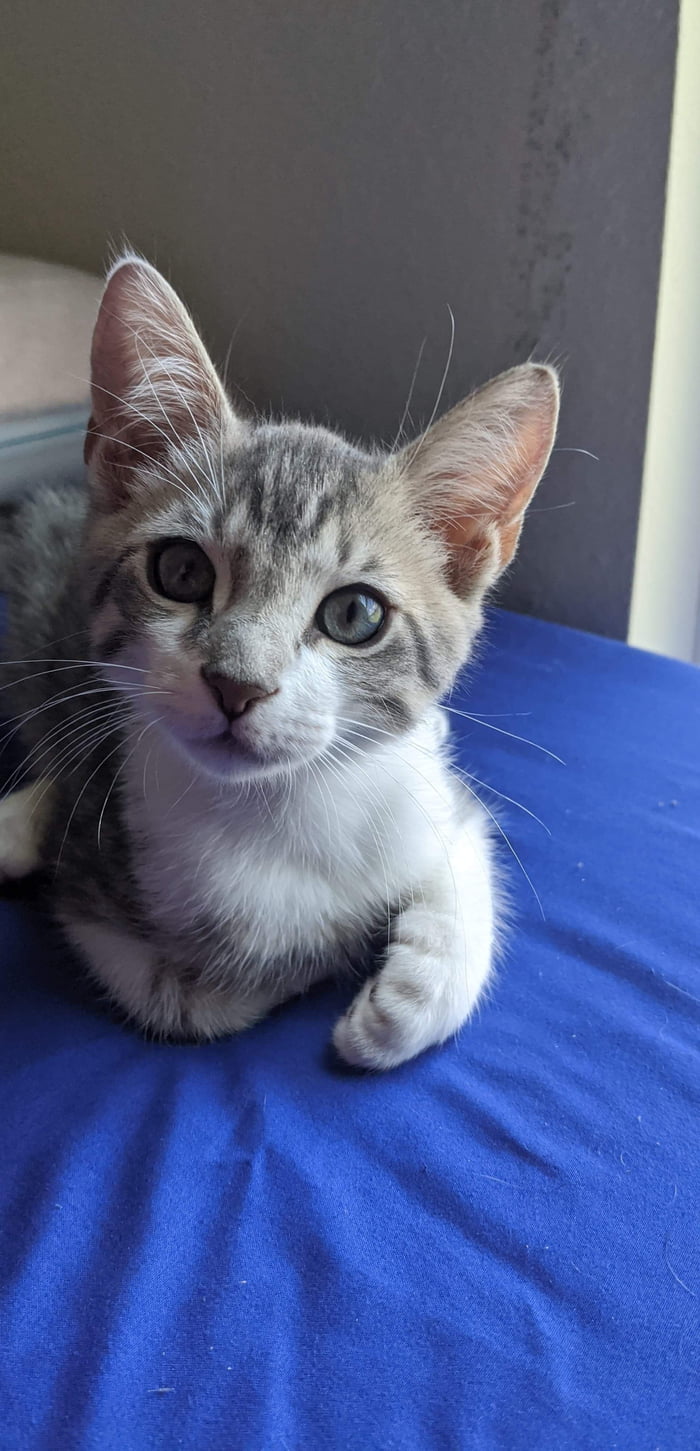 Little Kitty on the bed - 9GAG