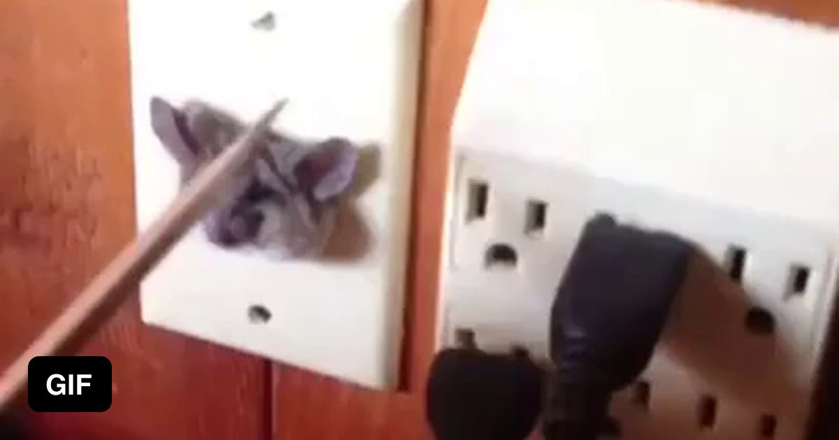 Mouse gets stuck in an outlet - 9GAG