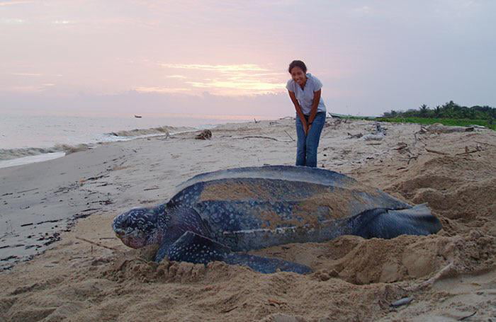 The incredible size of a leatherback sea turtle. This one weighed 1500 ...