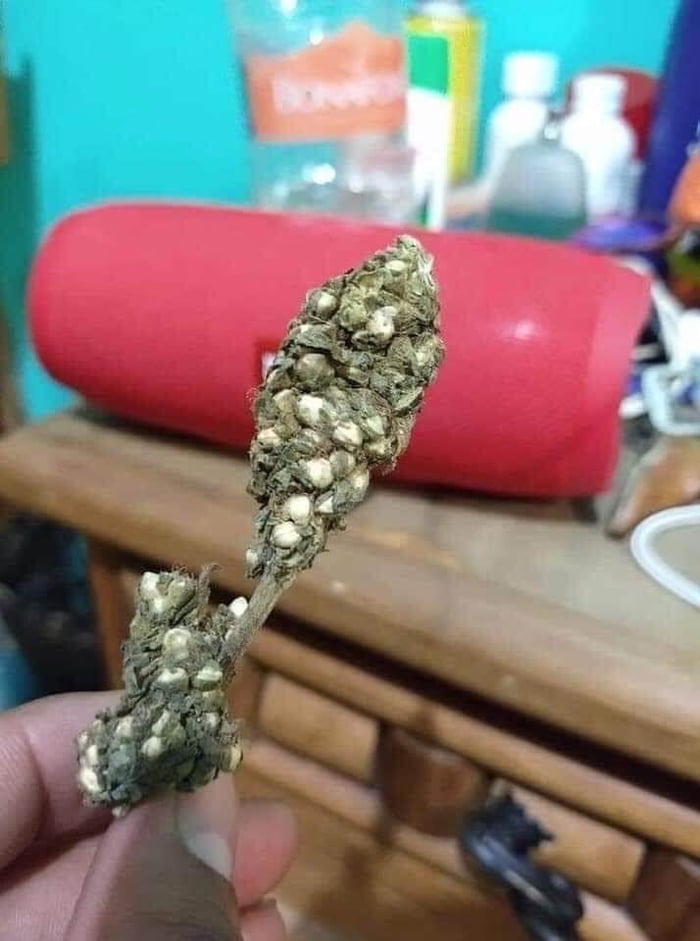 Me: Mom can we get some weed? Mom: we have weed at home. Weed at Home ...