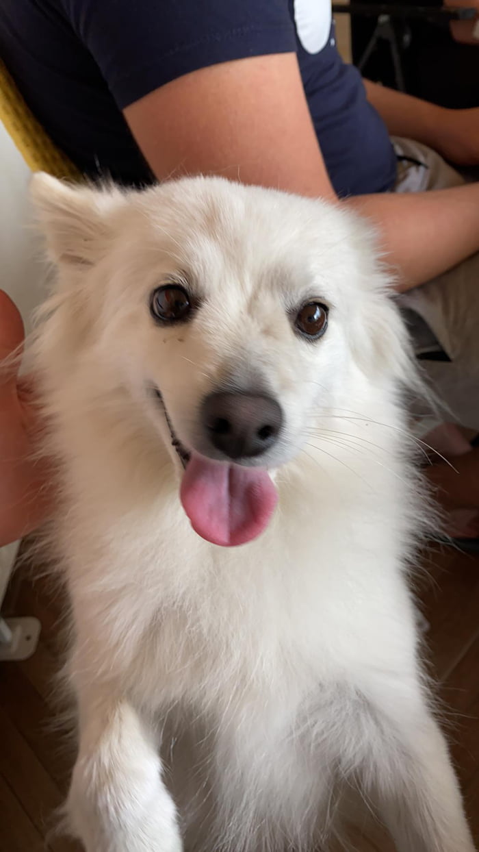 This is one happy dog - 9GAG