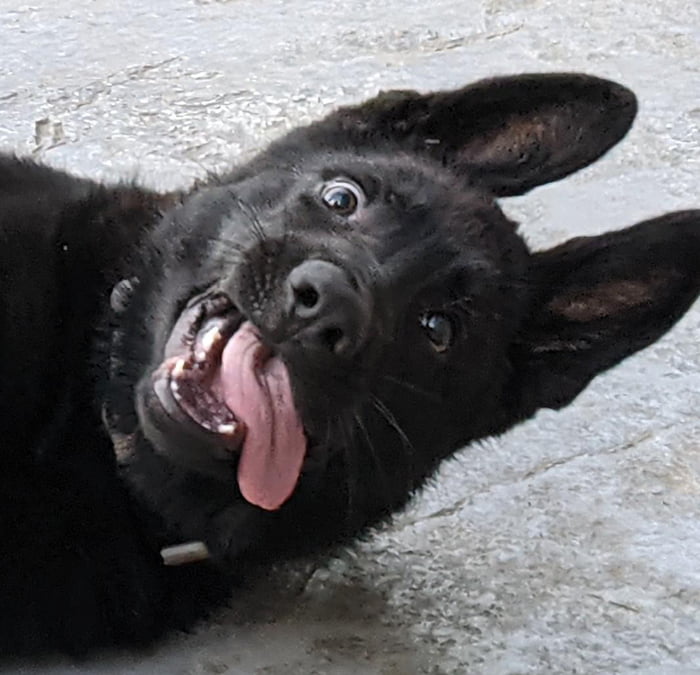 Thor just being a happy derp. - 9GAG