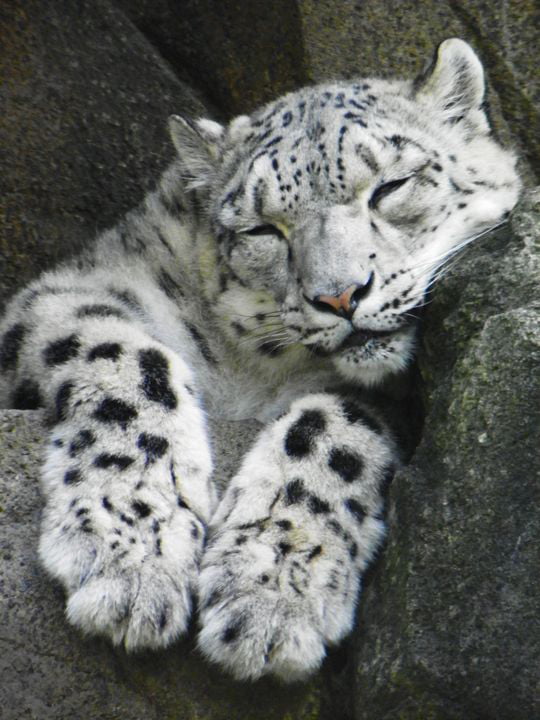 This very fluffy Snow Leopard. - 9GAG