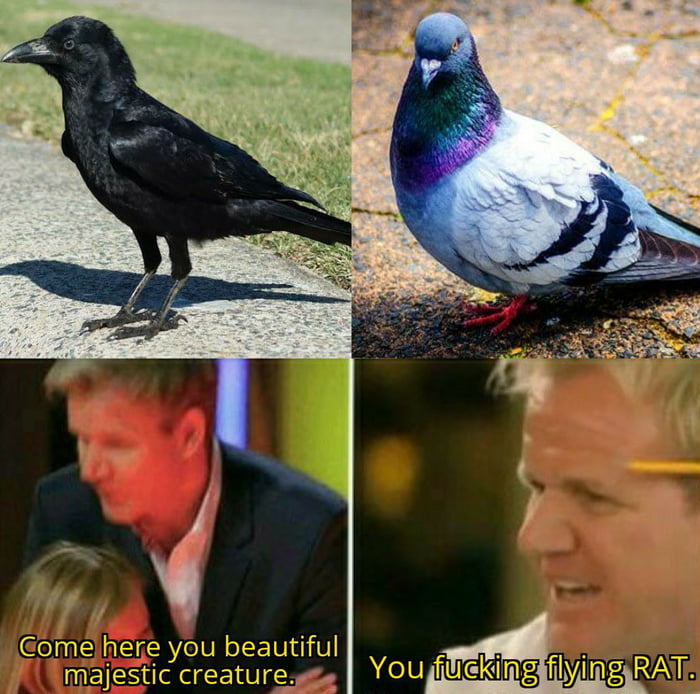 *sad pigeon noises* - 9GAG