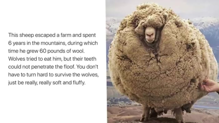 The floofy mareep in real life - 9GAG