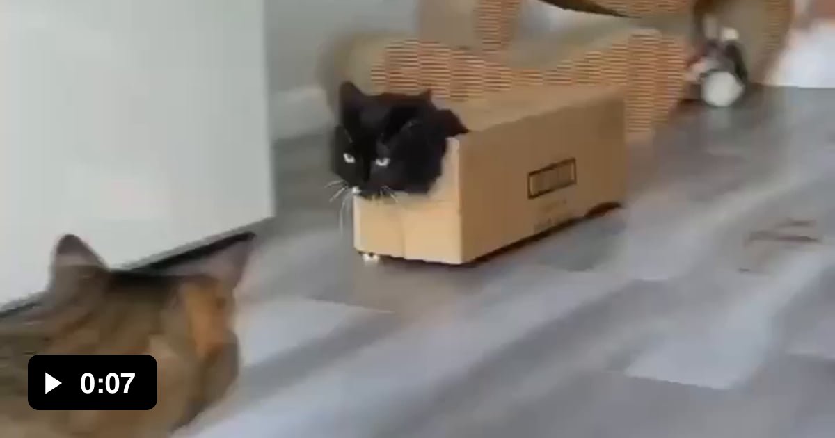 Cat is so funny - 9GAG