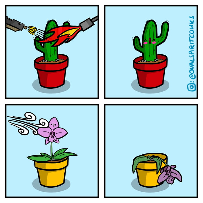 Cactus Norris, right? - 9GAG