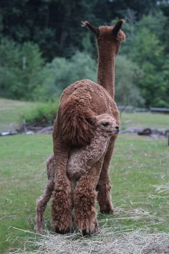 Mother Love 9gag