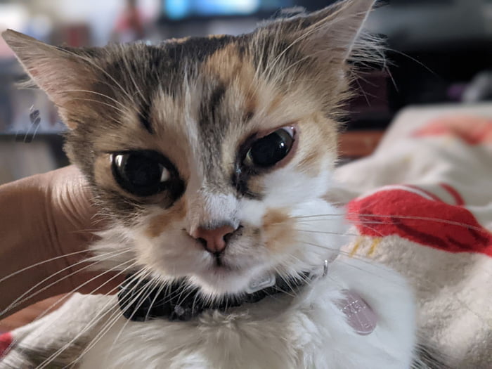 Pulling back my cat's hair while petting = alien face - 9GAG