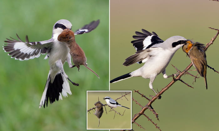 Butcher bird impaled and ripped its prey - 9GAG