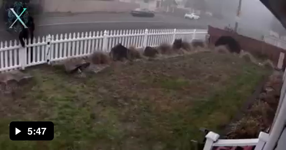 Package thief's vs Bomb Trap... - 9GAG