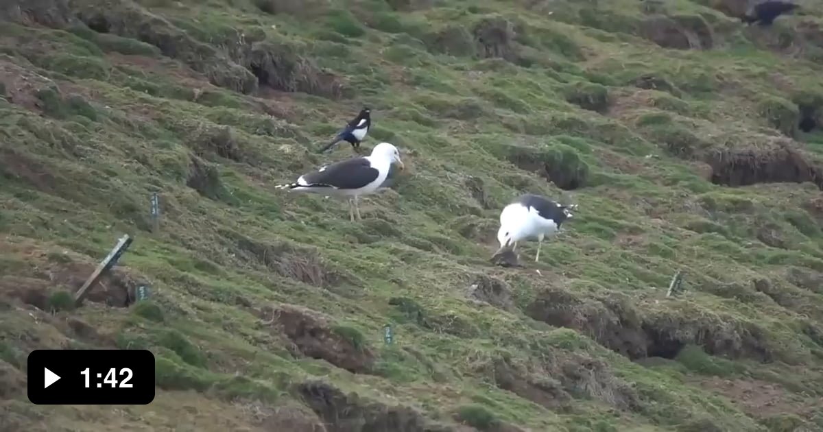 Imagine the crap on your car... - 9GAG