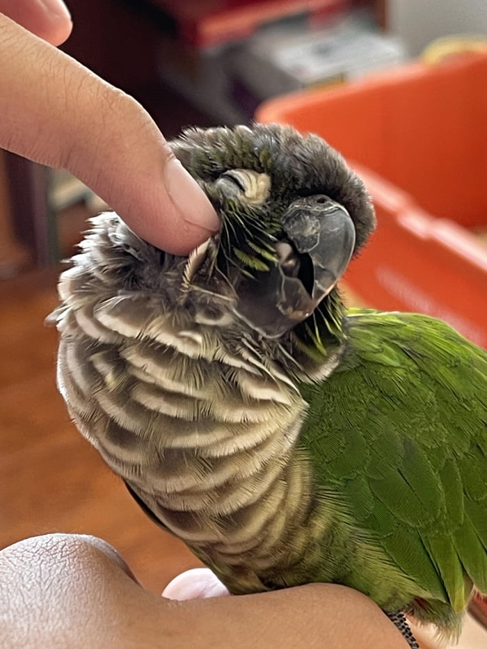 Bird just loving scritches - 9GAG