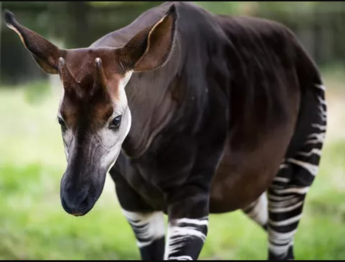 The okapi is the only living relative of the giraffe, but features the ...