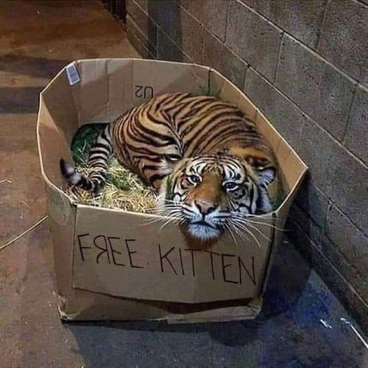 Cat is cat no metter what big or small love a box!! - 9GAG