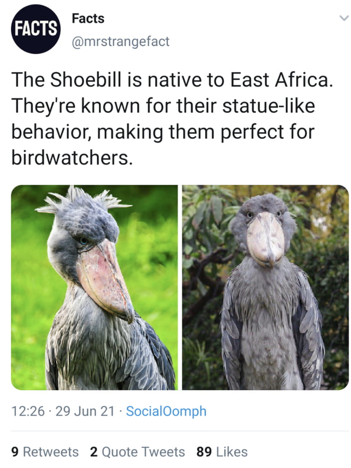 This is a Jim Henson Muppet, not a real bird - 9GAG