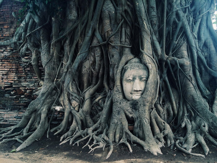 Buddha Face in a banyan tree. - 9GAG