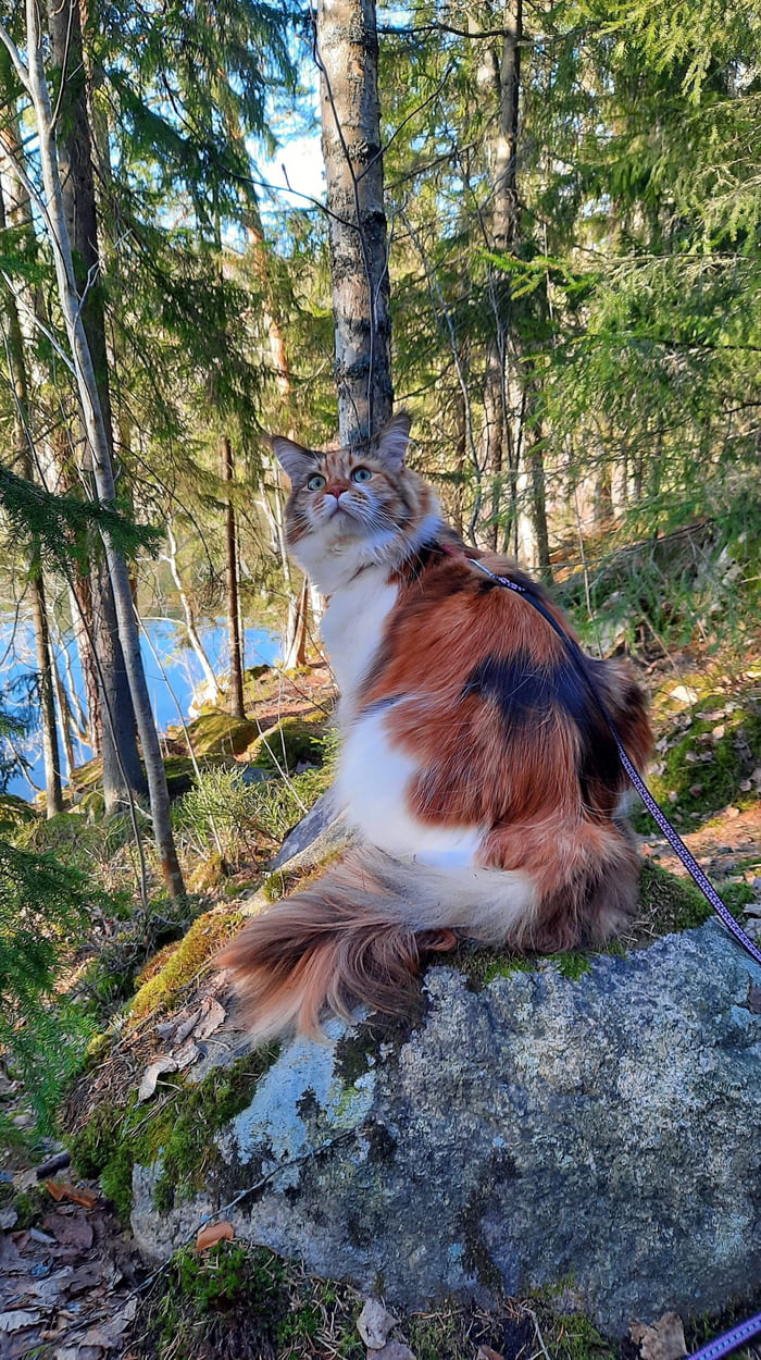 Youtube: The Explorer Cat - 9GAG