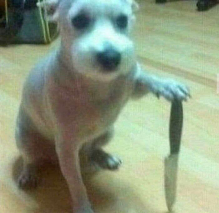 Pupper, The Dog On A Mission To Find His Cut Off Balls. - 9GAG