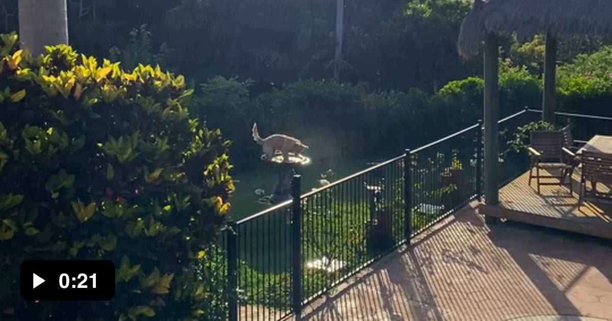 Moose is once again, being a derp. - 9GAG