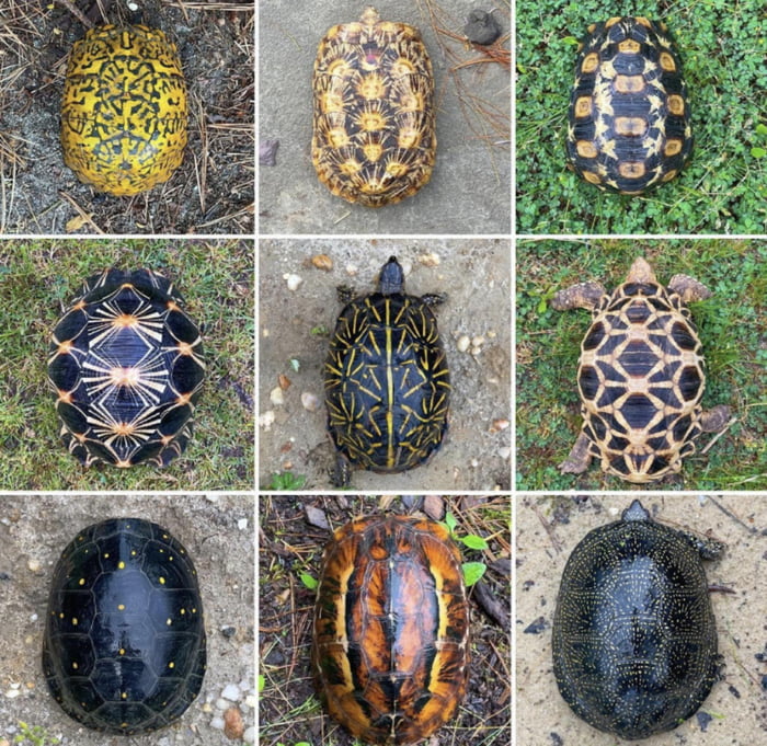 These beautiful turtle shell patterns - 9GAG