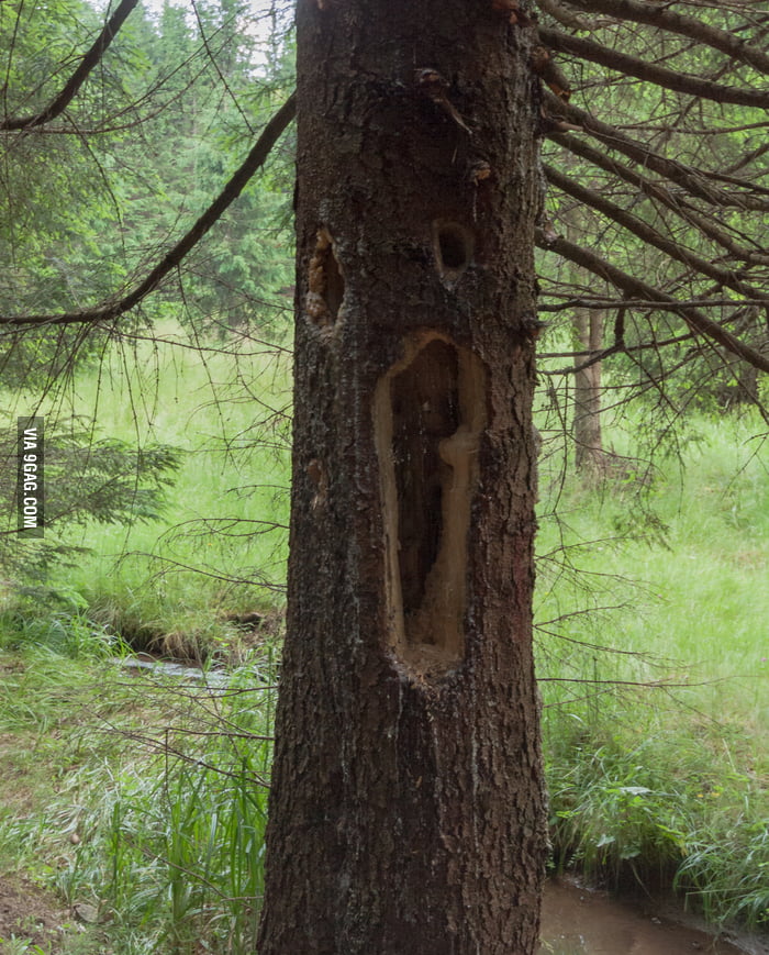 So I went to the forest lately - 9GAG