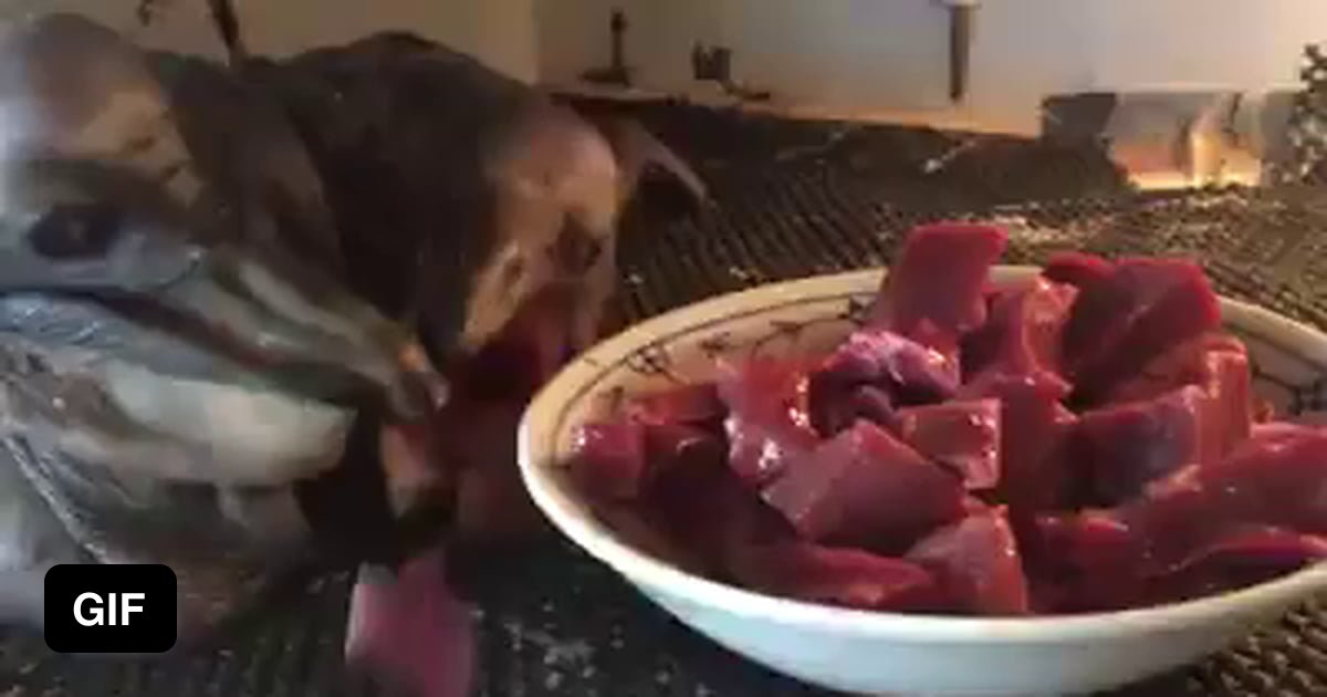 Baby Pelicans look like creatures from Hell - 9GAG