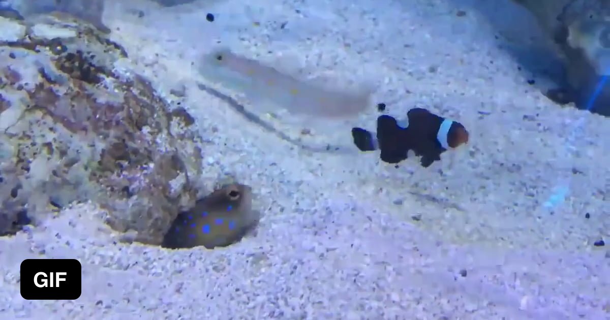 Annoying fish - 9GAG