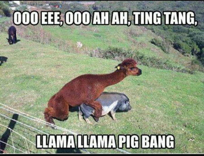 Ooo, eee, ooo, ah, ah, ting, tang, tang, llama, pig, bang!!! - 9GAG