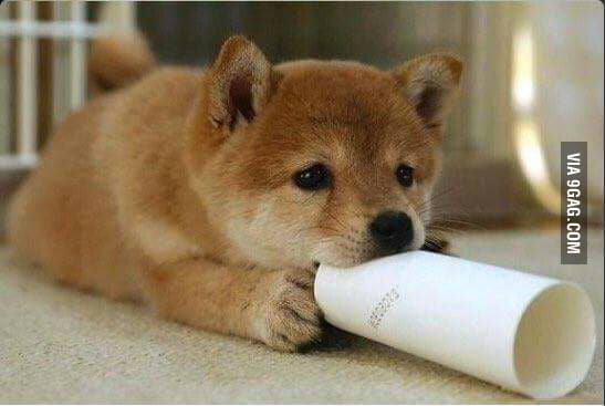 Nothing is cuter than a puppy doge. Nothing. - 9GAG