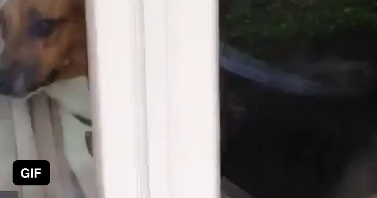 Dog licking a window - 9GAG