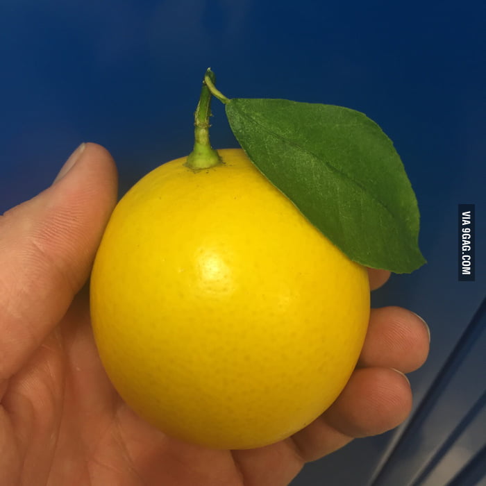 A very attractive lemon - 9GAG
