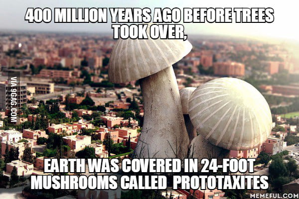 Magic Mushrooms! - 9GAG