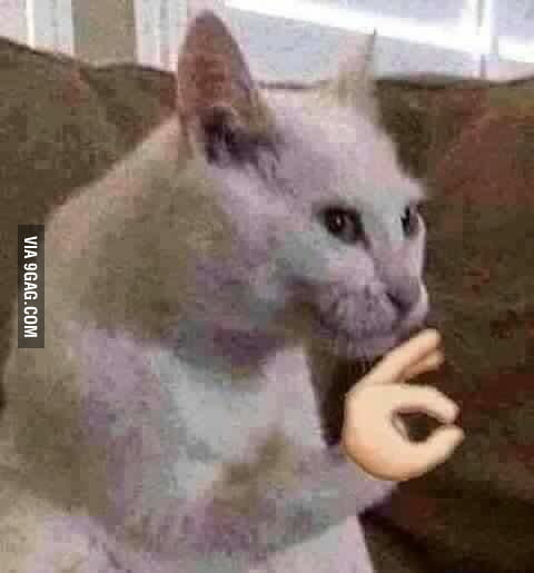 I present you the "its alright cat" - 9GAG