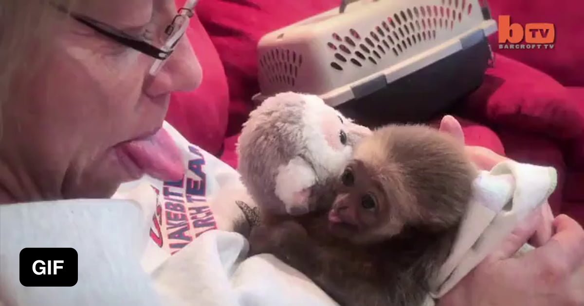 Baby monkey mimicking her caretaker - 9GAG