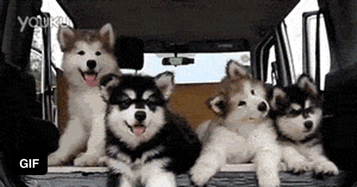 Huh? huh? duh? huh? hmm? duh? - 9GAG