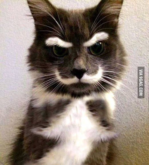 Coolest facial markings I've ever seen on a cat - 9GAG
