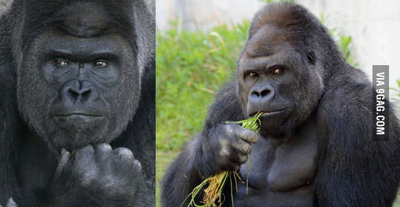 Meet Shabani.. The most beautiful gorilla in the world. - 9GAG