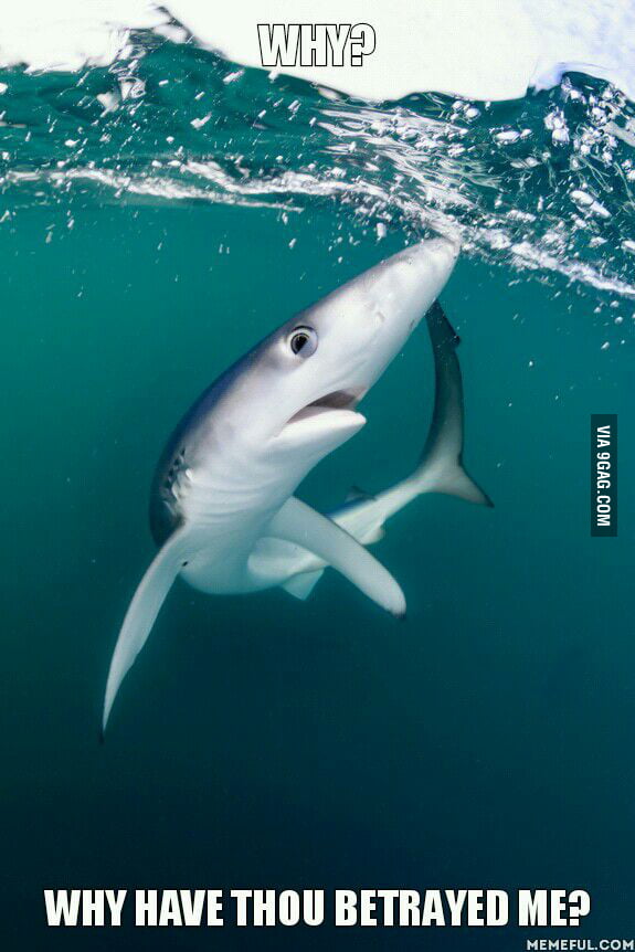 Lets make this "Surprised Shark" a meme - 9GAG