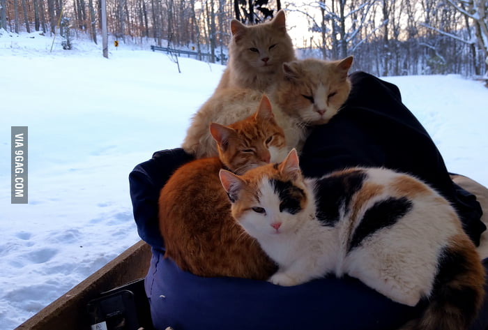 Mt. Kitty - 9GAG