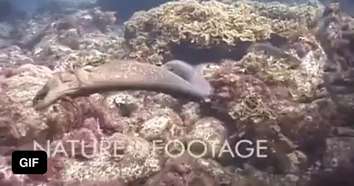 New world record in eel riding. - 9GAG