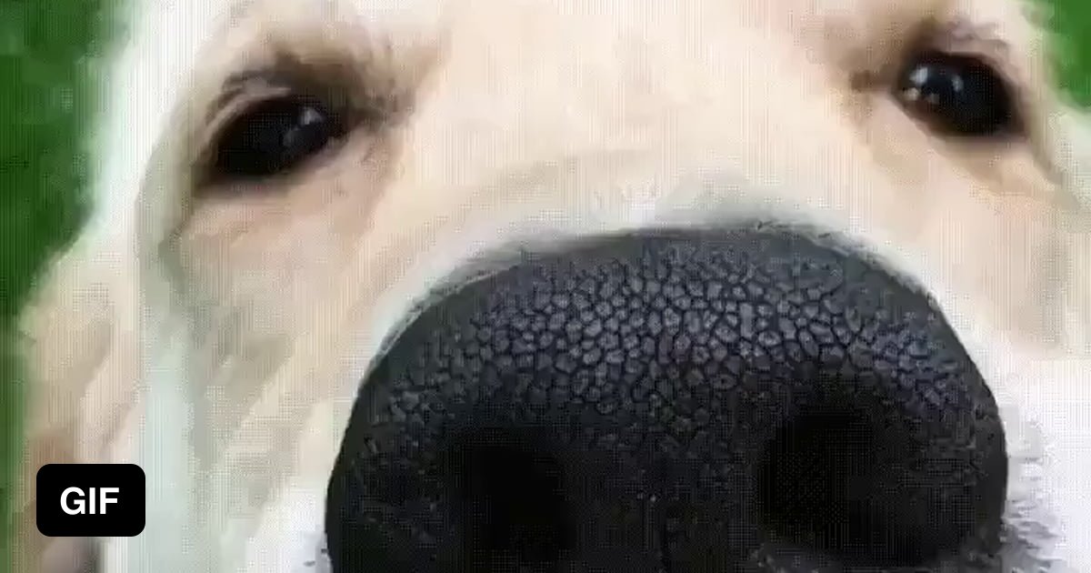 Boop da snoot - 9GAG