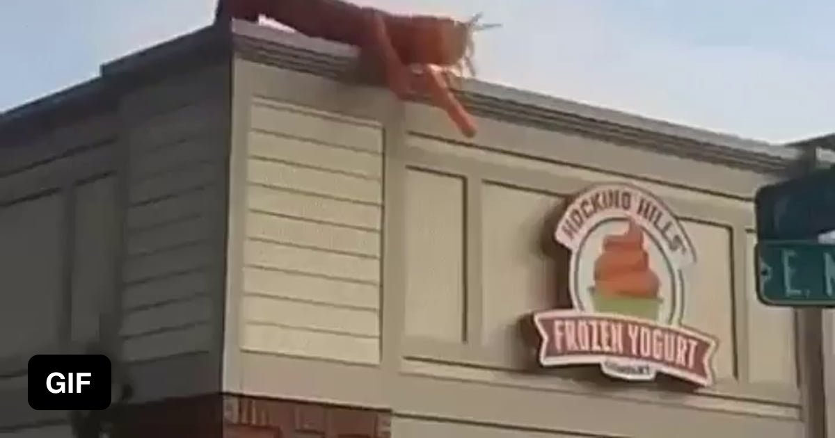 Where fro-yo really comes from - 9GAG