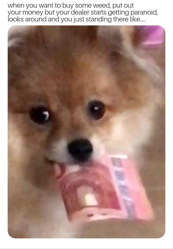 This dog has some serious meme value - 9GAG