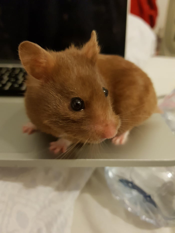 Morty the hamster - 9GAG