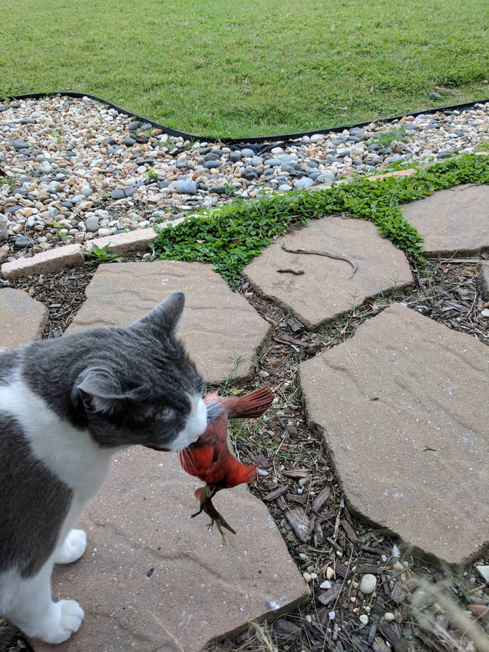 My cat Darwin eating a cardinal that's eating a lizard - 9GAG