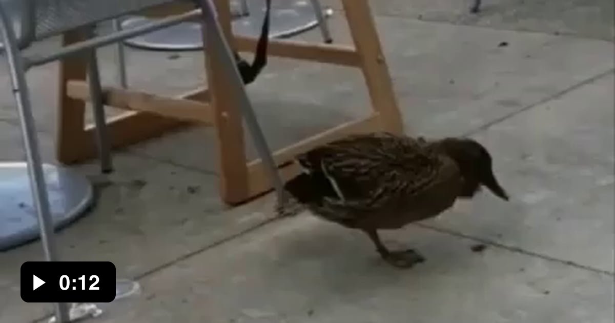 A quack from the back - 9GAG