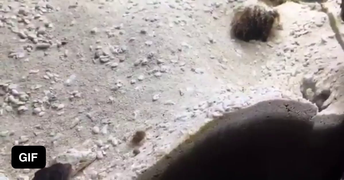 These two fish are definitely derpy. - 9GAG