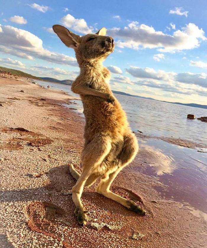 Most Australian photo ever. A 'roo at the beach - 9GAG